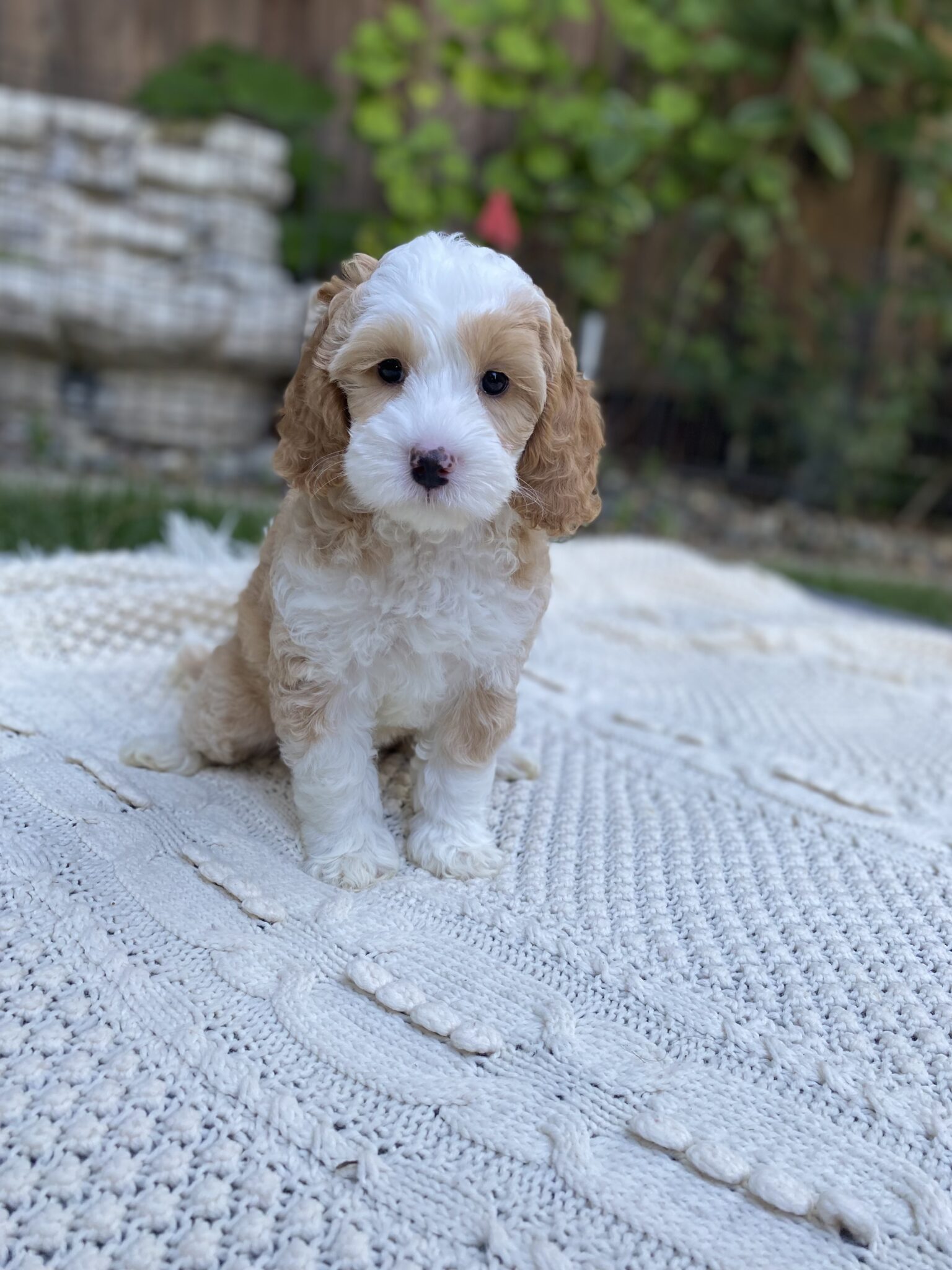 Australian Labradoodle Puppies - Sacto Labradoodles