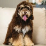 Australian Labradoodle Puppies - Sacto Labradoodles